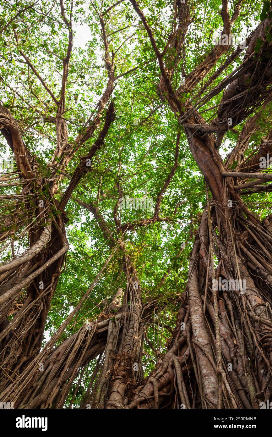 Big banyan or indian ficus tree in Goa in India Stock Photo - Alamy