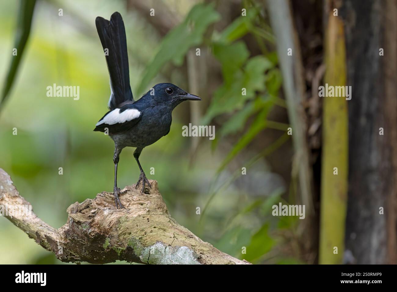 Oriental Magpie-Robin, Belatungan, Bali, Indonesia, October 2024 Stock ...