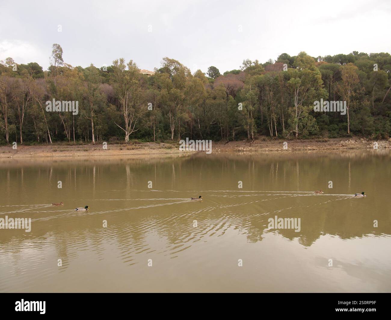 Lago de las tortugas - Turtle Lake (Nueva Andalucía, Marbella, Province ...