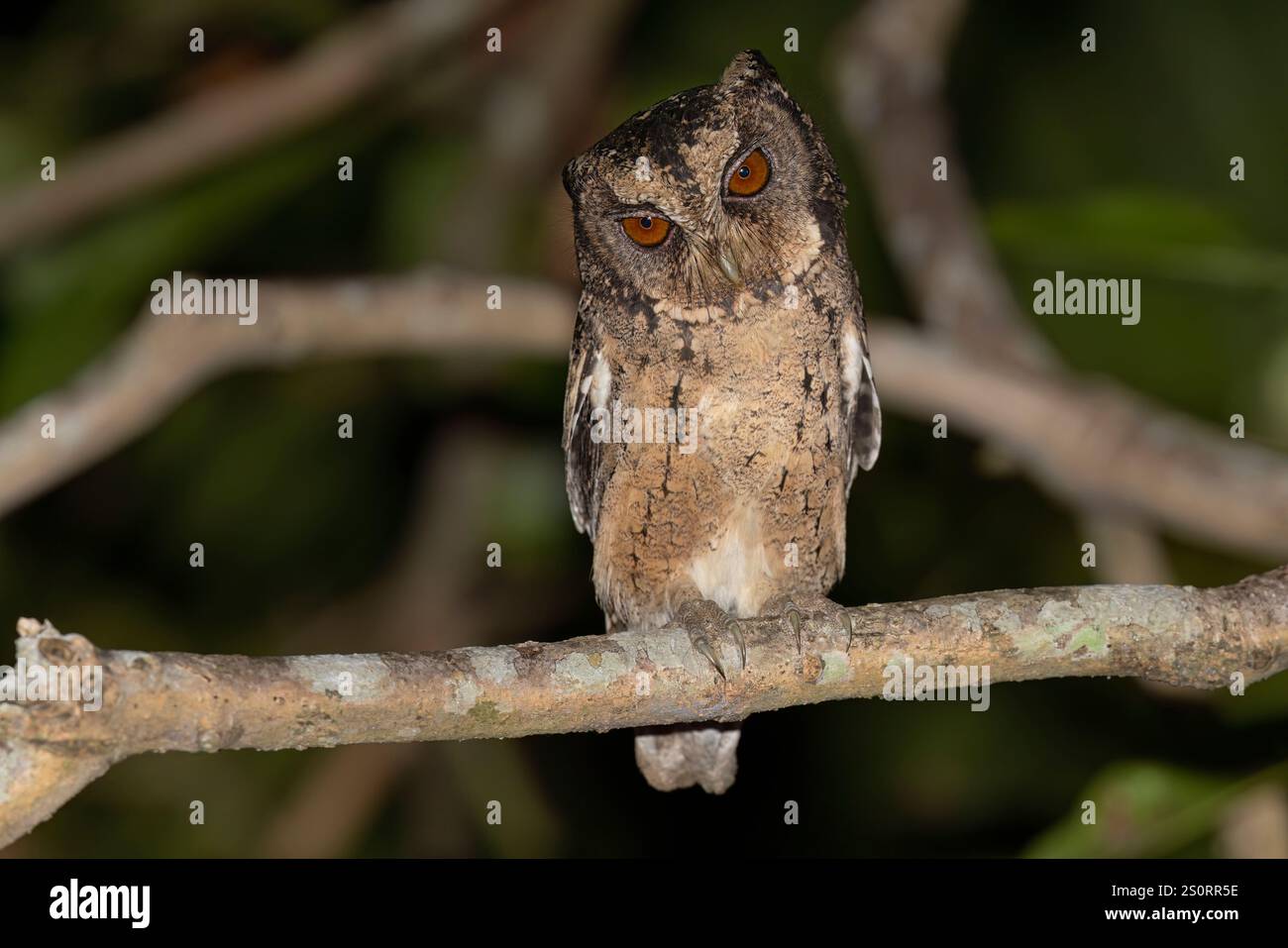 Sunda Scops-Owl, Bali, Indonesia, October 2024 Stock Photo - Alamy