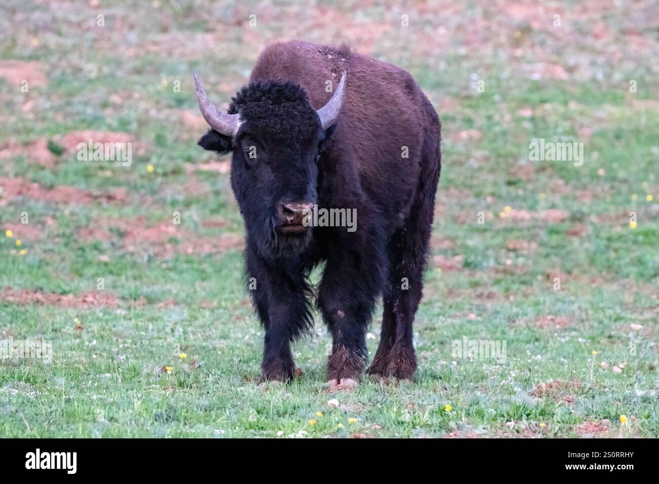 American plains bison (Bison bison) standing in a grassy meadow on the ...