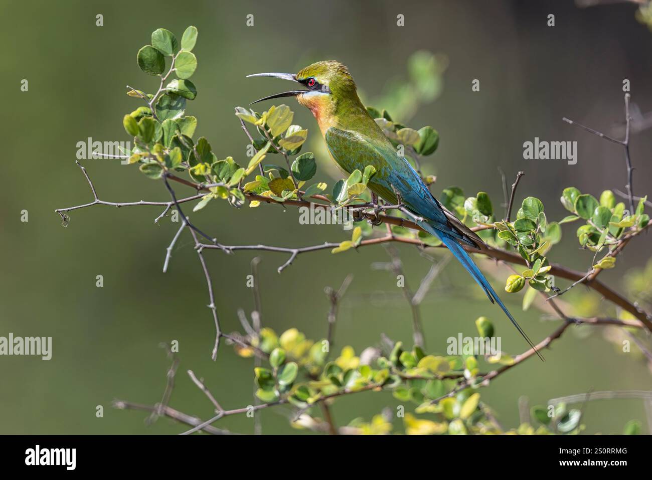 Blue-tailed Bee-eater, Candi Gelunc, Bali, Indonesia, October 2024 ...