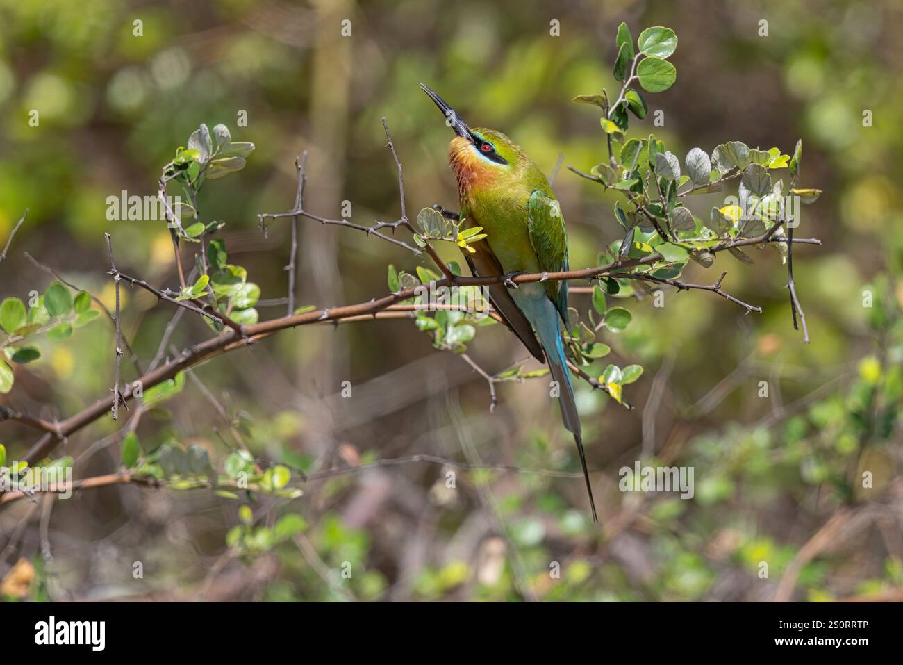 Blue-tailed Bee-eater, Candi Gelunc, Bali, Indonesia, October 2024 ...