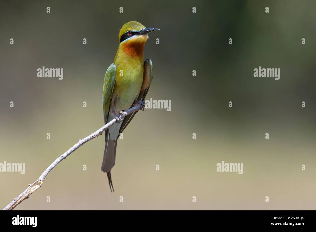 Blue-tailed Bee-eater, Candi Gelunc, Bali, Indonesia, October 2024 ...
