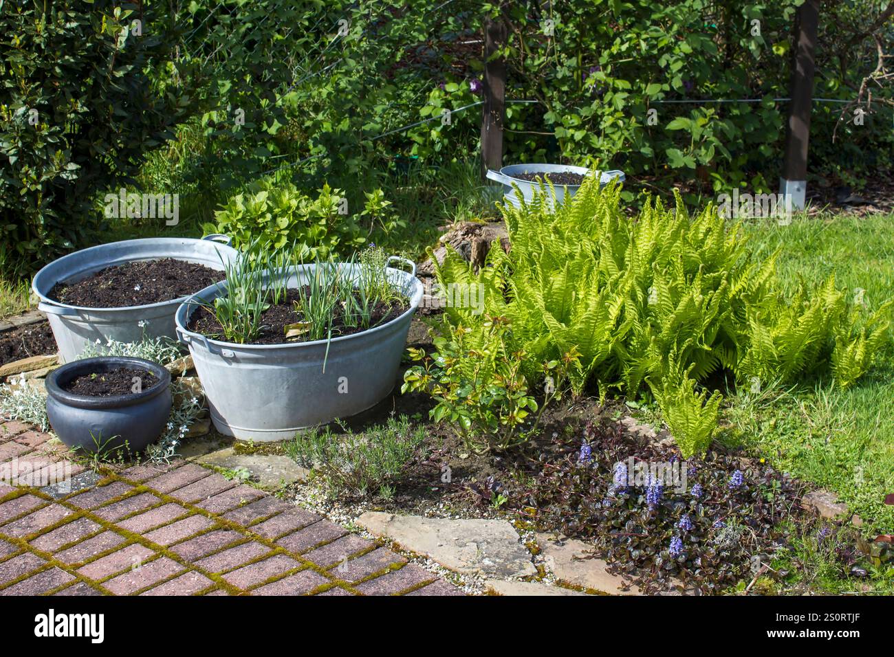 rustic garden - fern and plants in tin tub Stock Photo - Alamy