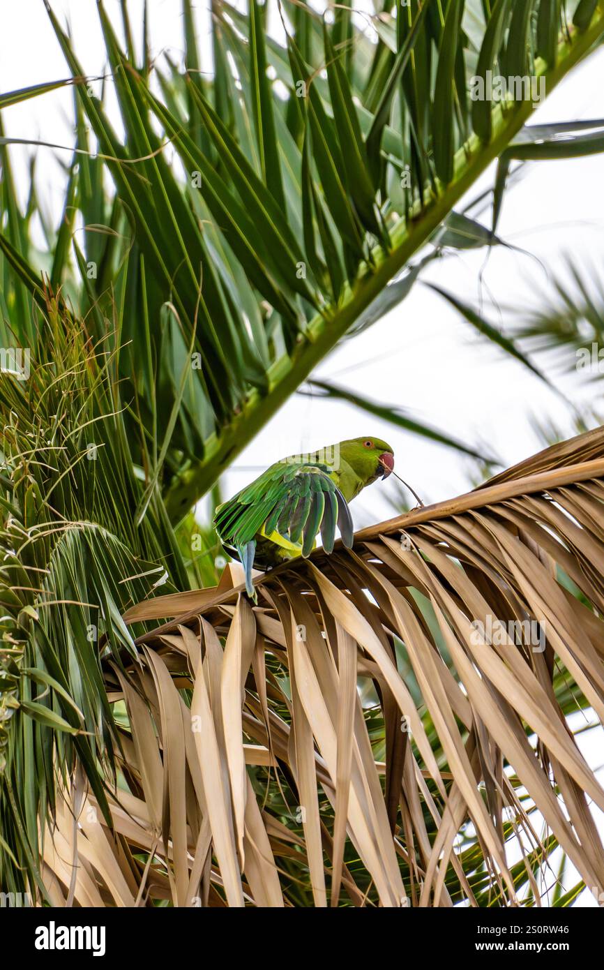 Rose-ringed indian parakeet sitting on palm tree in Maspalomas Stock ...