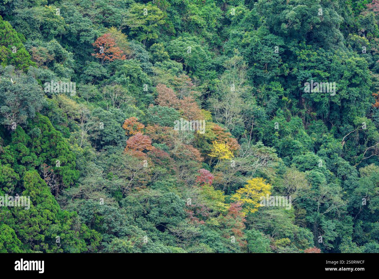 Colors in the forest of Taiwan in December Stock Photo - Alamy
