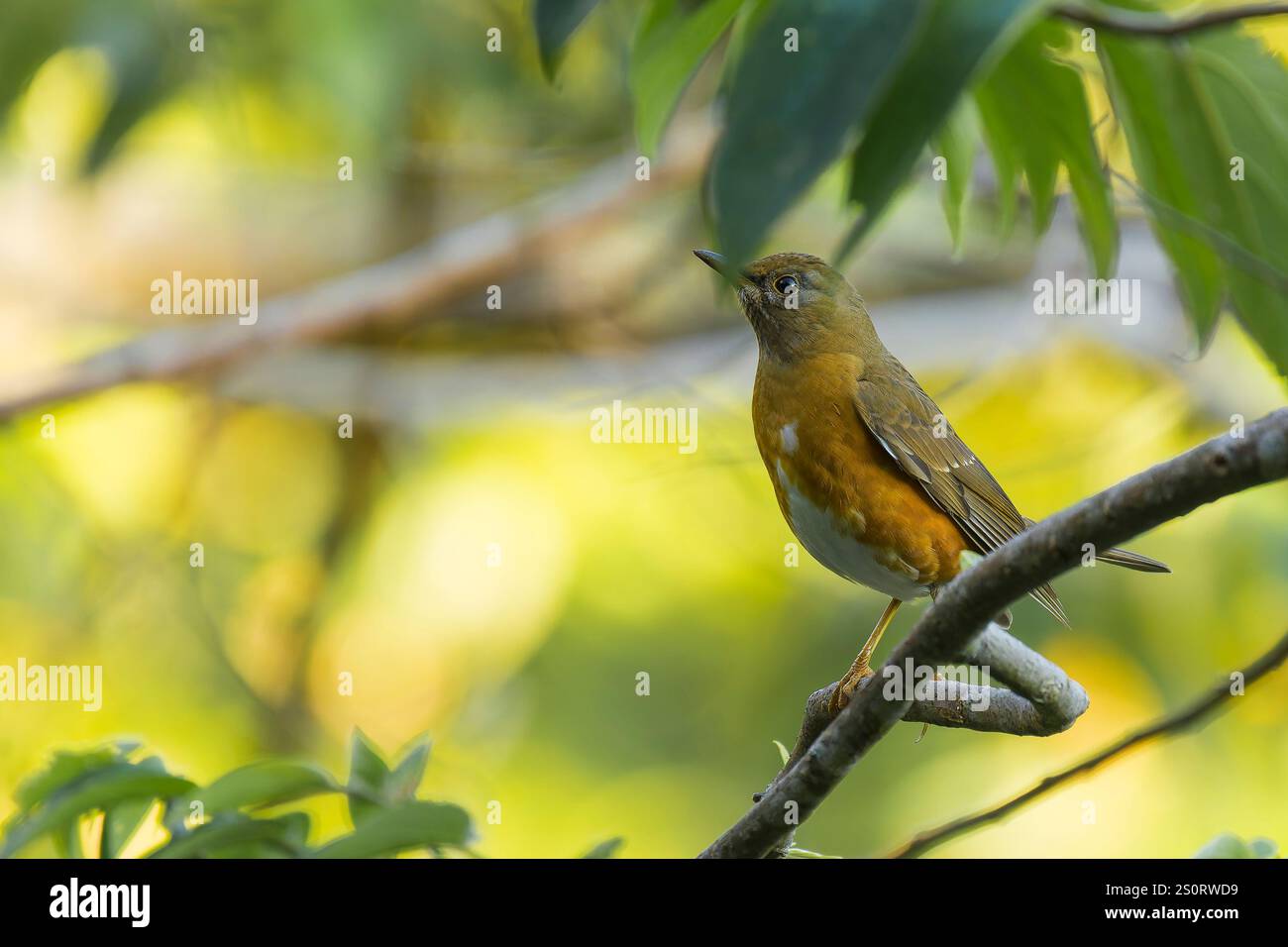 The white browed thrush hi-res stock photography and images - Alamy