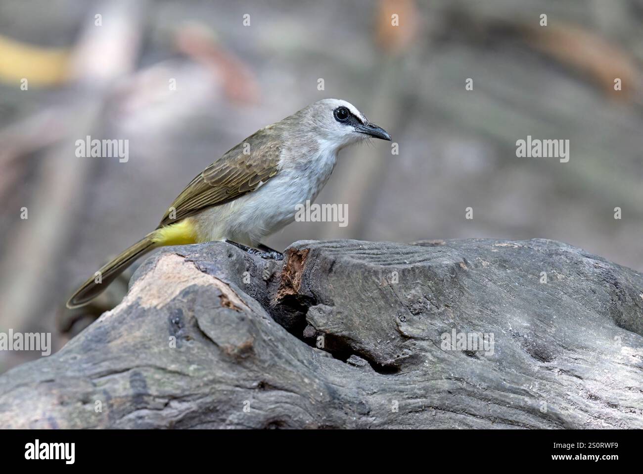 Yellow-vented Bulbul, Toko Garam, Beli, Indonesia, October 2024 Stock ...
