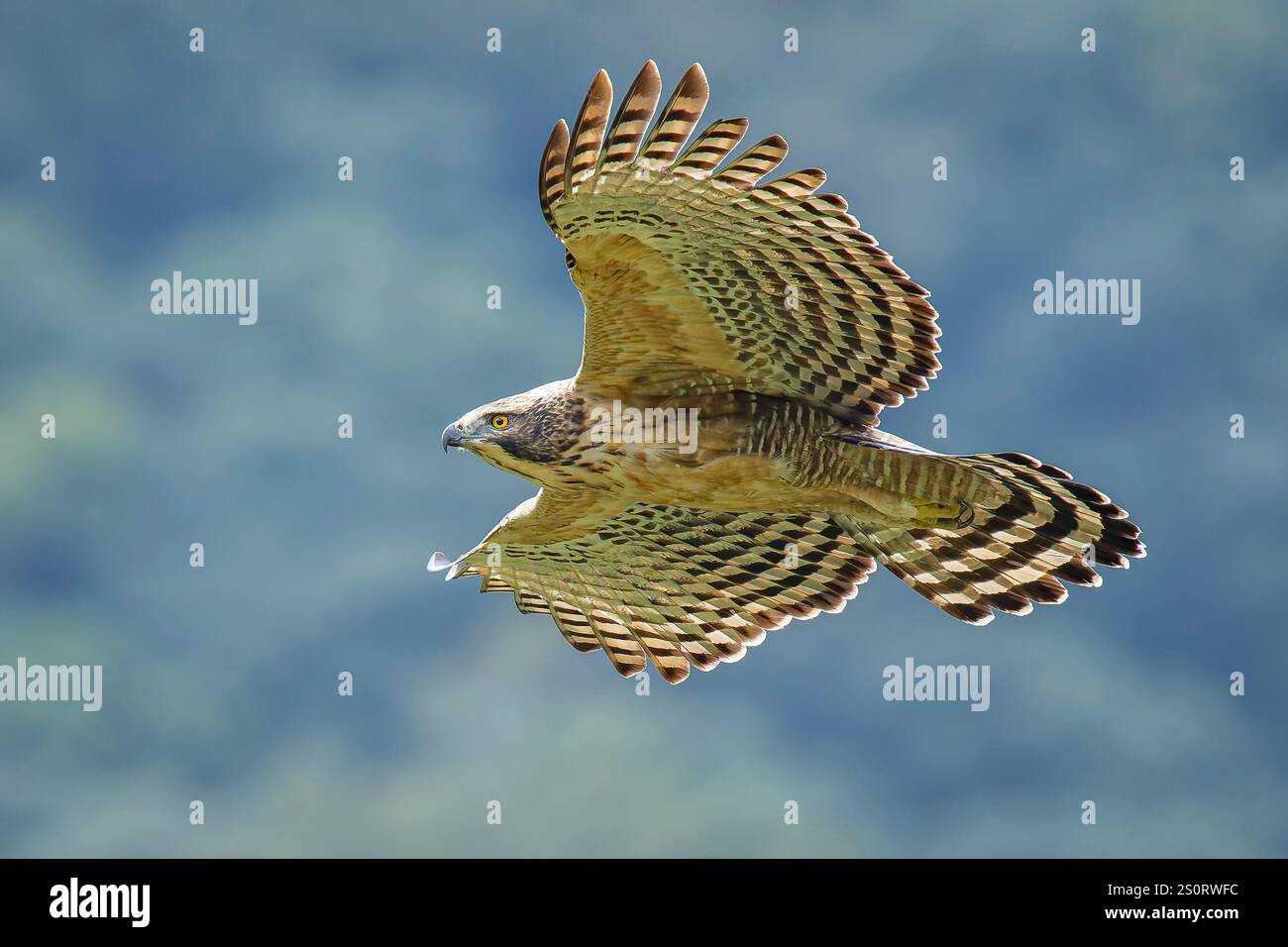 Mountain hawk eagle in flight in the Taiwan mountains and forest Stock ...