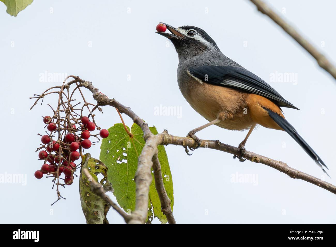 White-eared sibia perched in a tree in the mountains of Taiwan Stock Photo - Alamy