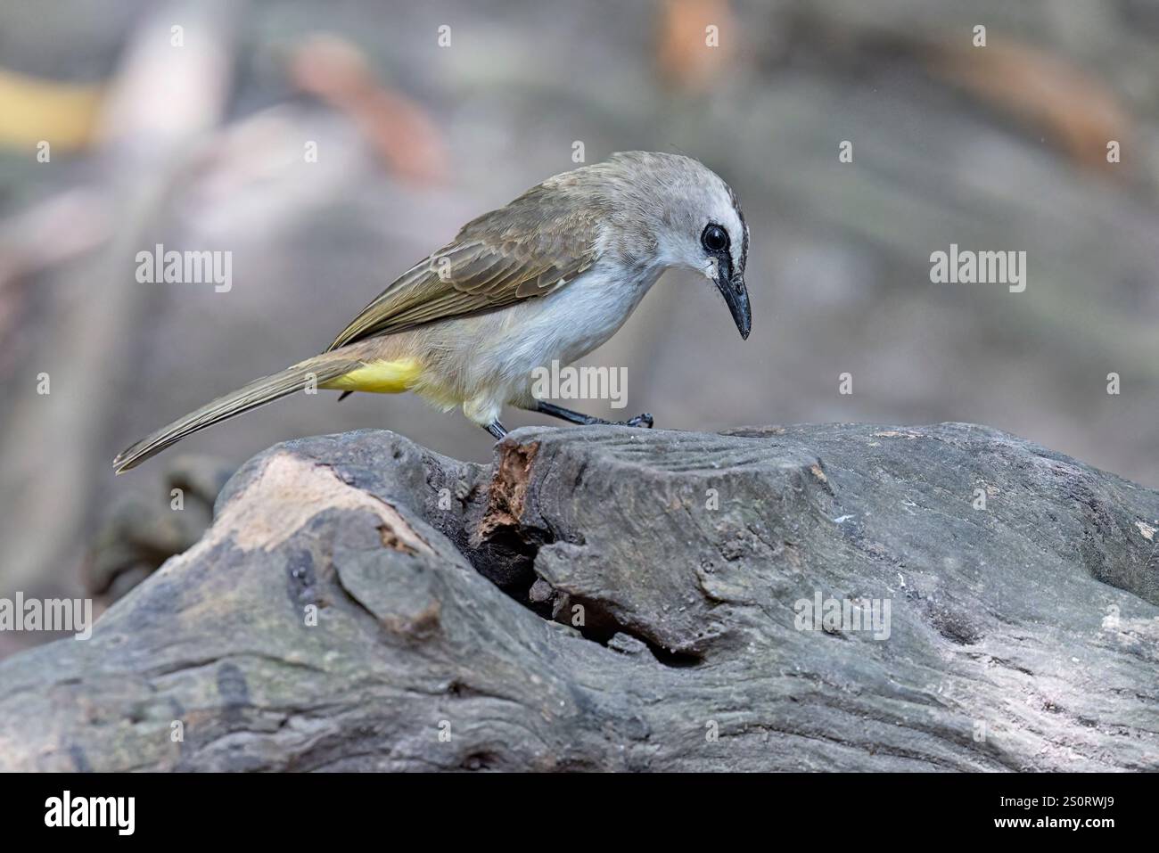 Yellow-vented Bulbul, Toko Garam, Beli, Indonesia, October 2024 Stock ...