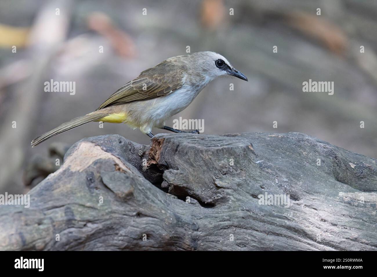 Yellow-vented Bulbul, Toko Garam, Beli, Indonesia, October 2024 Stock ...