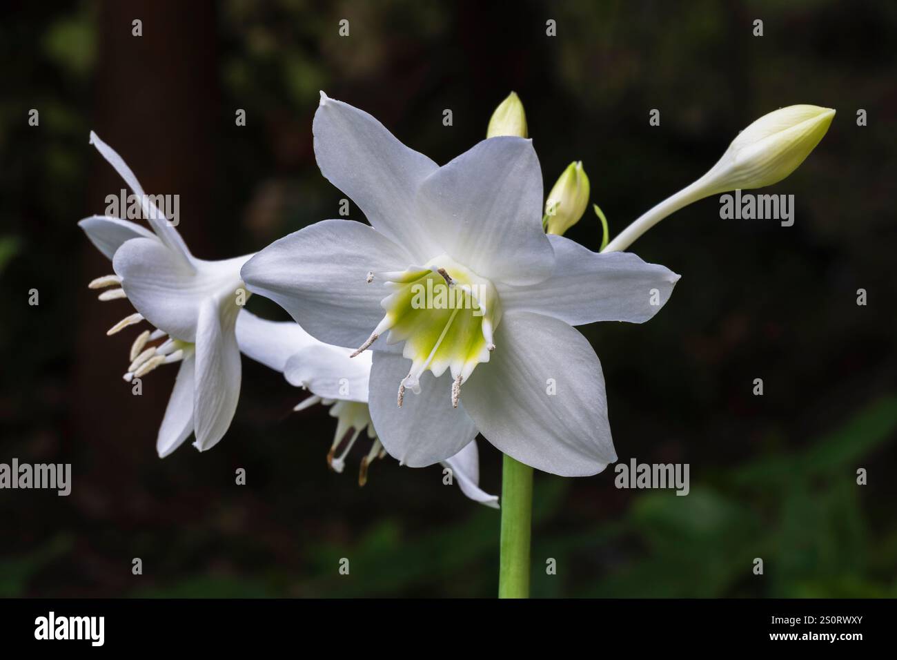 Closeup view of bright white flowers of urceolina amazonica formerly ...