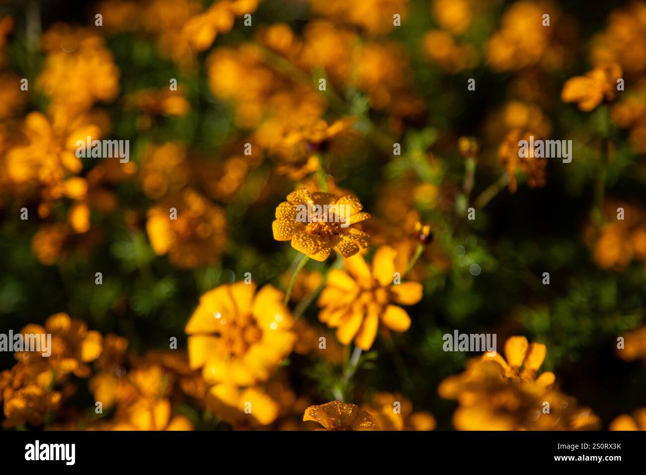Yellow flowers Dyssodia decipiens in the mountains of Oaxaca near ...