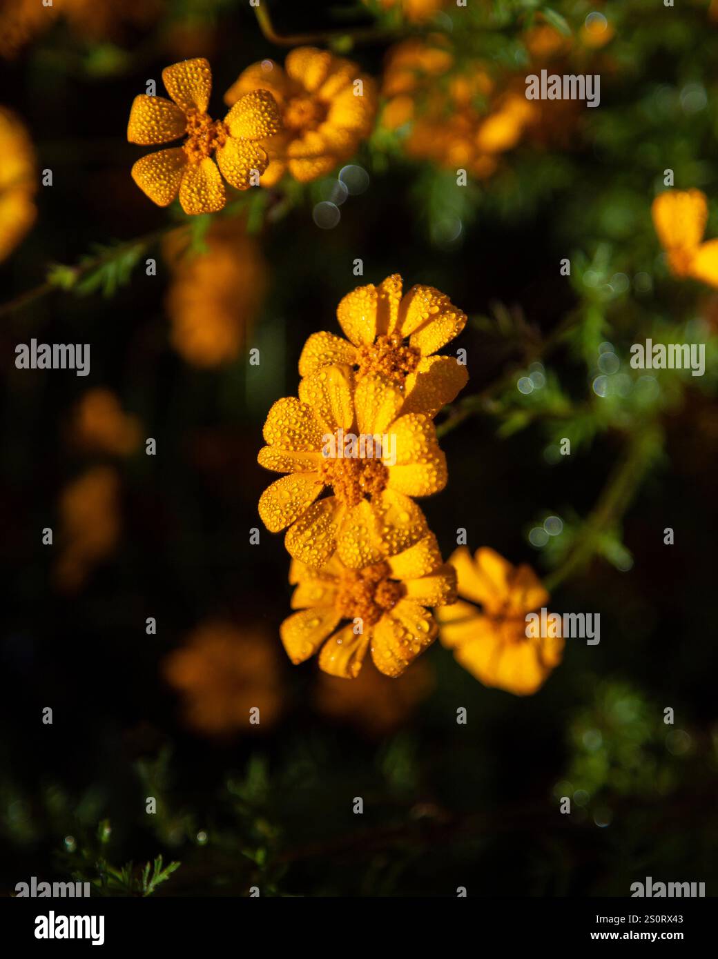 Yellow flowers Dyssodia decipiens in the mountains of Oaxaca near ...