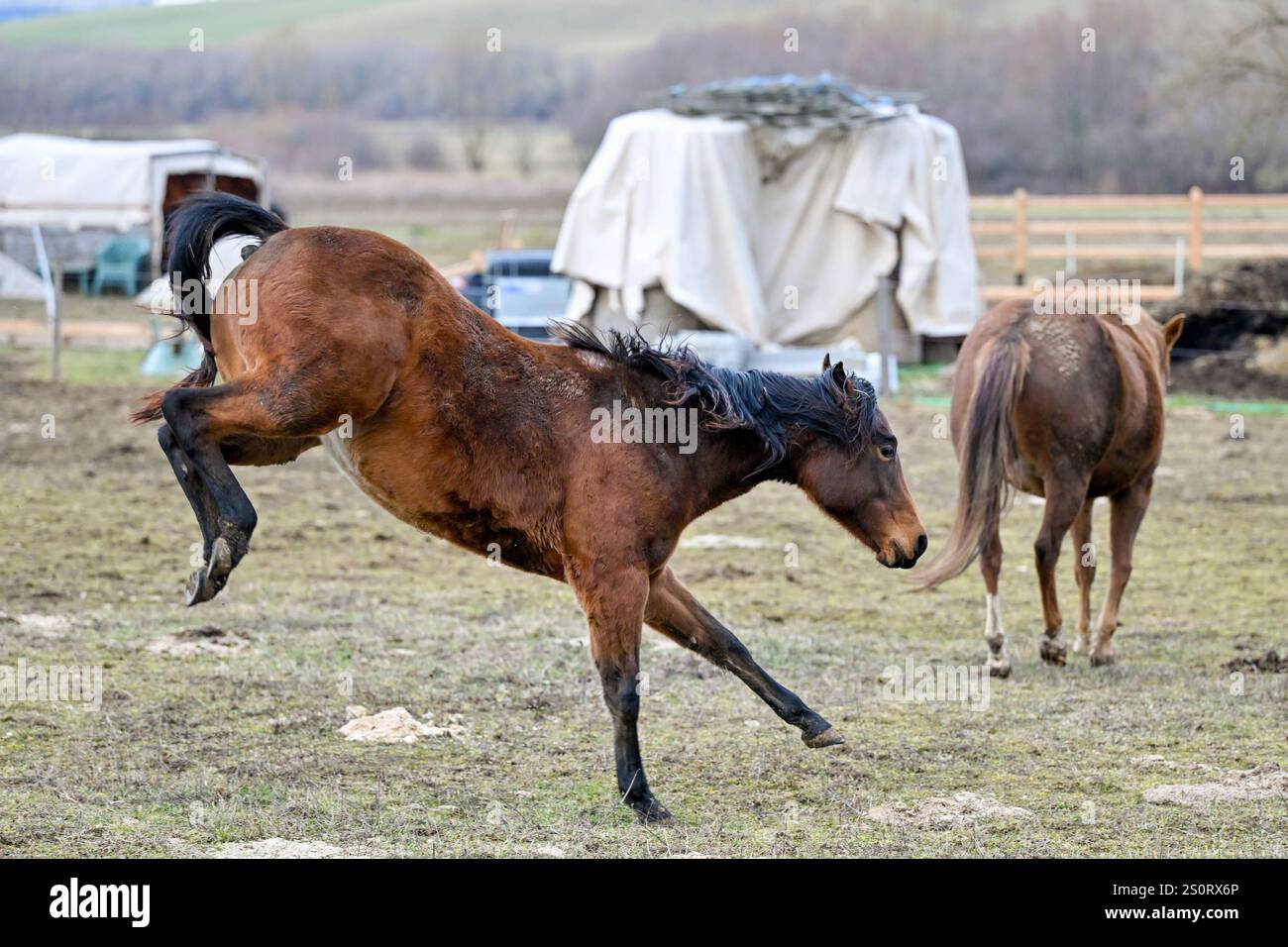 Pferd, Pferde 29.12.2024, Rajec, SVK, Themenbild, Pferde, im Bild Pferd, Pferde, Stute, Hengst ...