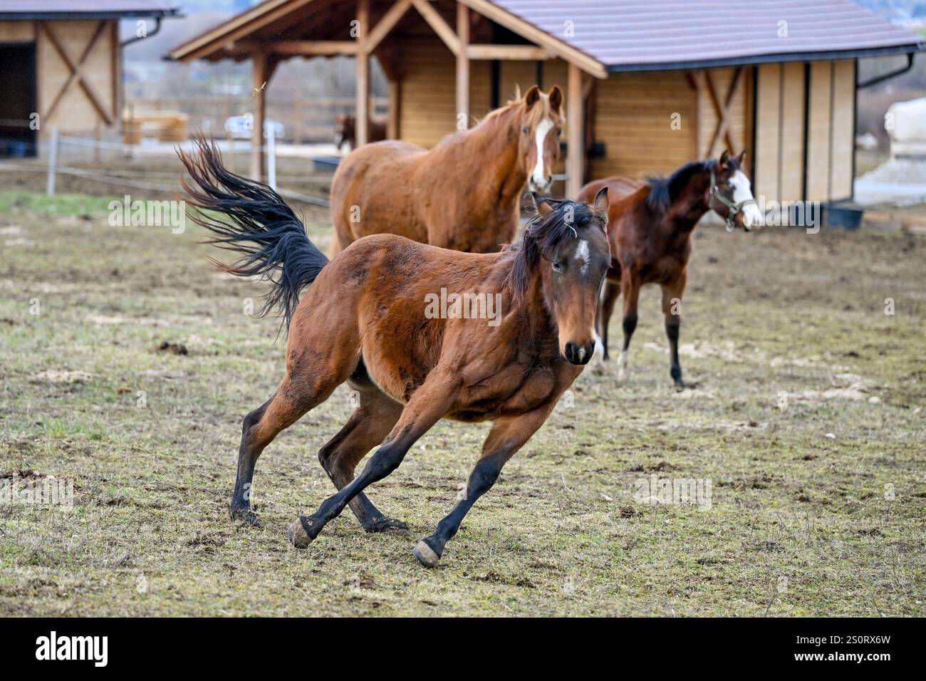 Pferd, Pferde 29.12.2024, Rajec, SVK, Themenbild, Pferde, im Bild Pferd, Pferde, Stute, Hengst ...