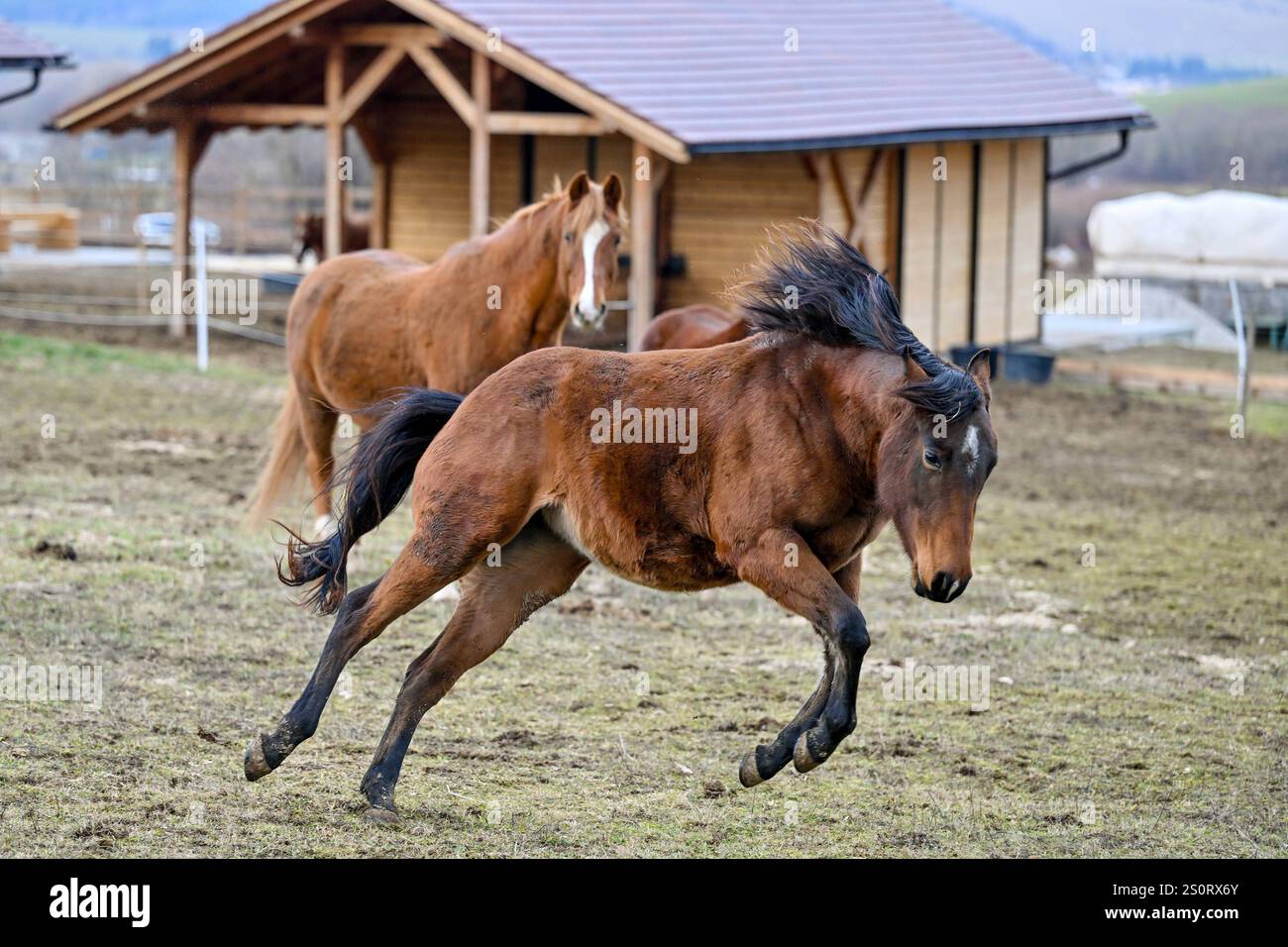 Pferd, Pferde 29.12.2024, Rajec, SVK, Themenbild, Pferde, im Bild Pferd, Pferde, Stute, Hengst ...