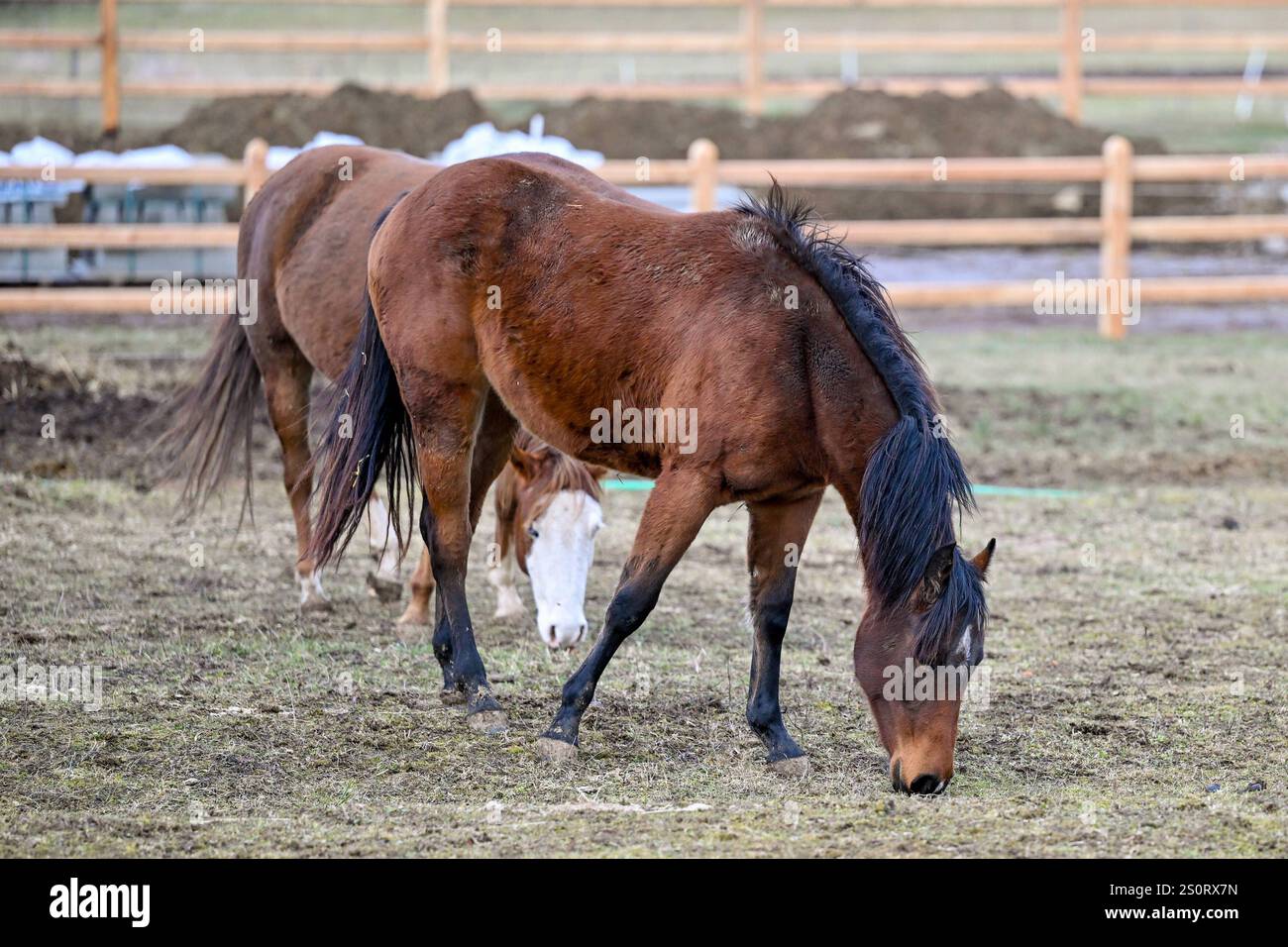 Pferd, Pferde 29.12.2024, Rajec, SVK, Themenbild, Pferde, im Bild Pferd, Pferde, Stute, Hengst ...