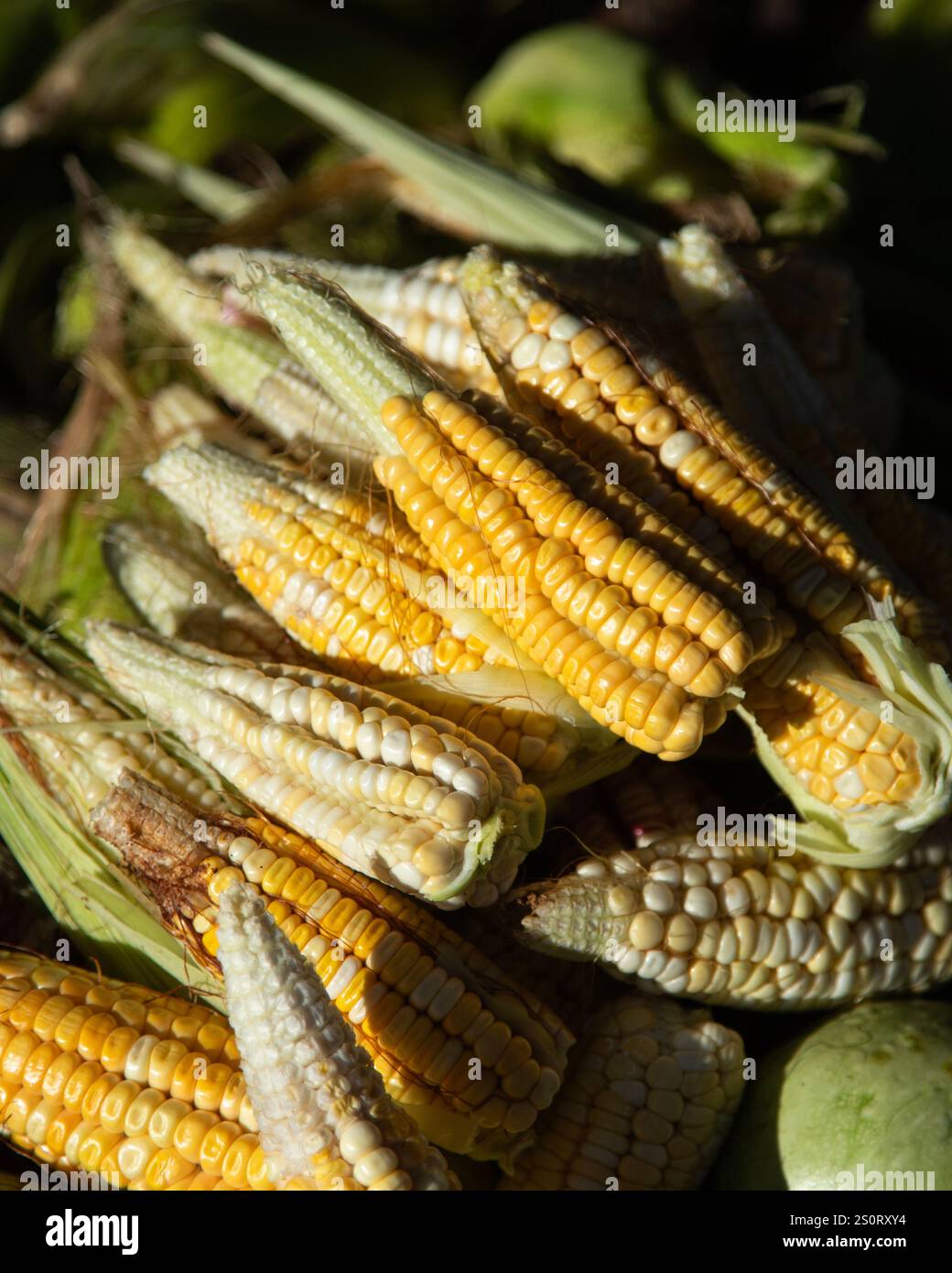 White and yellow corn cobs at a market in Oaxaca, Mexico Stock Photo ...