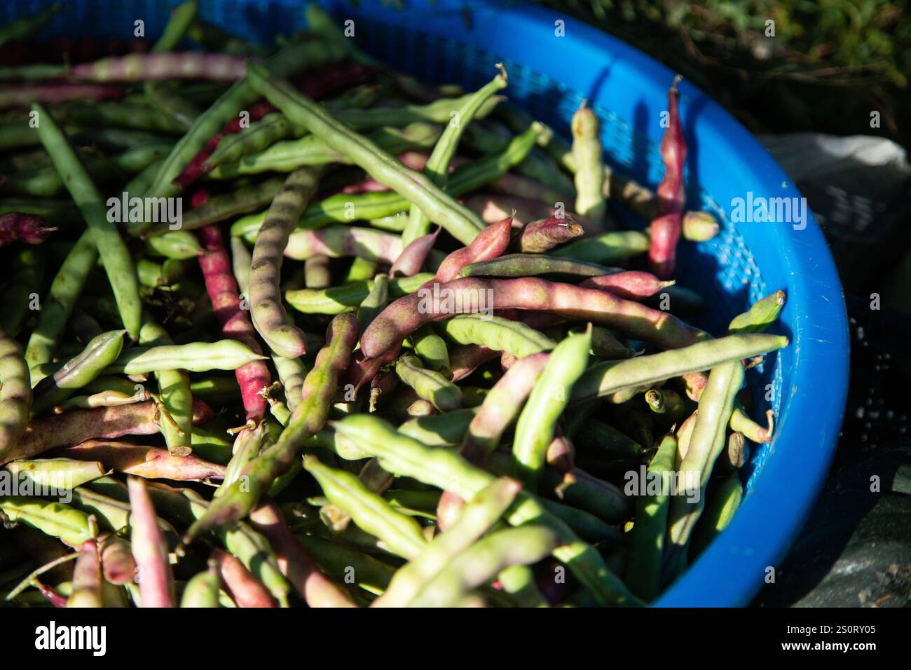 Red bean pods market hi-res stock photography and images - Alamy