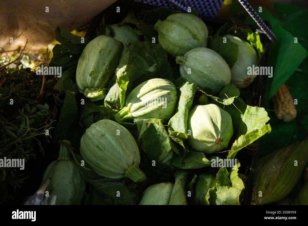 Small Mexican green squash at a market stall in Oaxaca Stock Photo - Alamy