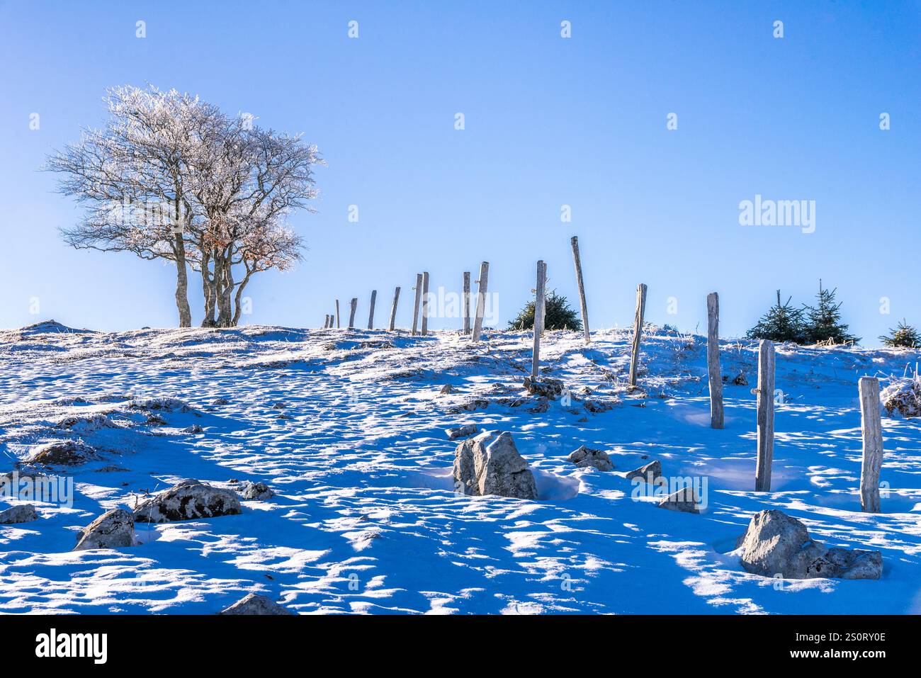 Snow-Covered Pasture with Fence Posts and Twisted Beech Trees in the ...