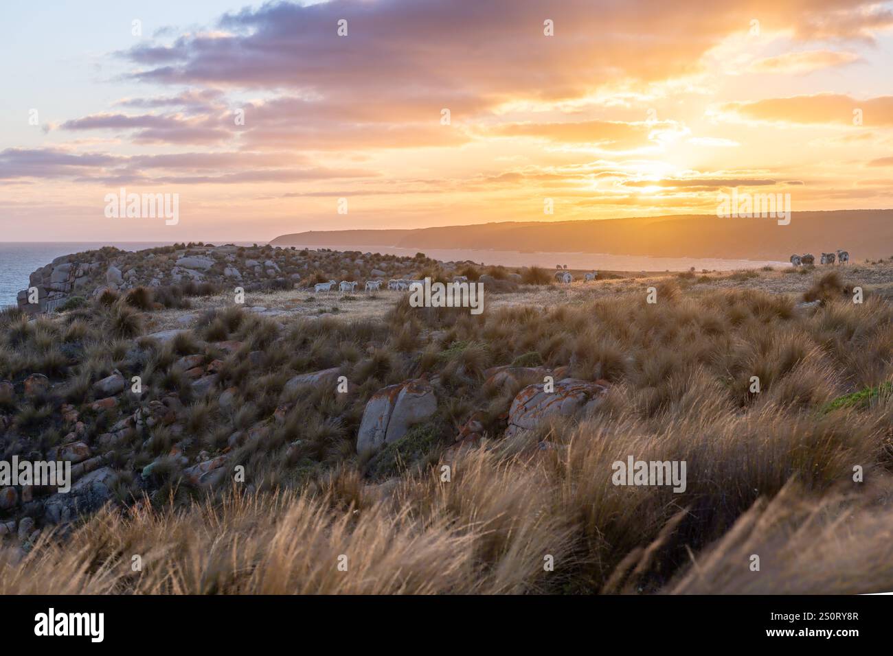 Sunset Cape Willoughby Kangaroo Island, sheep in windswept paddock ...