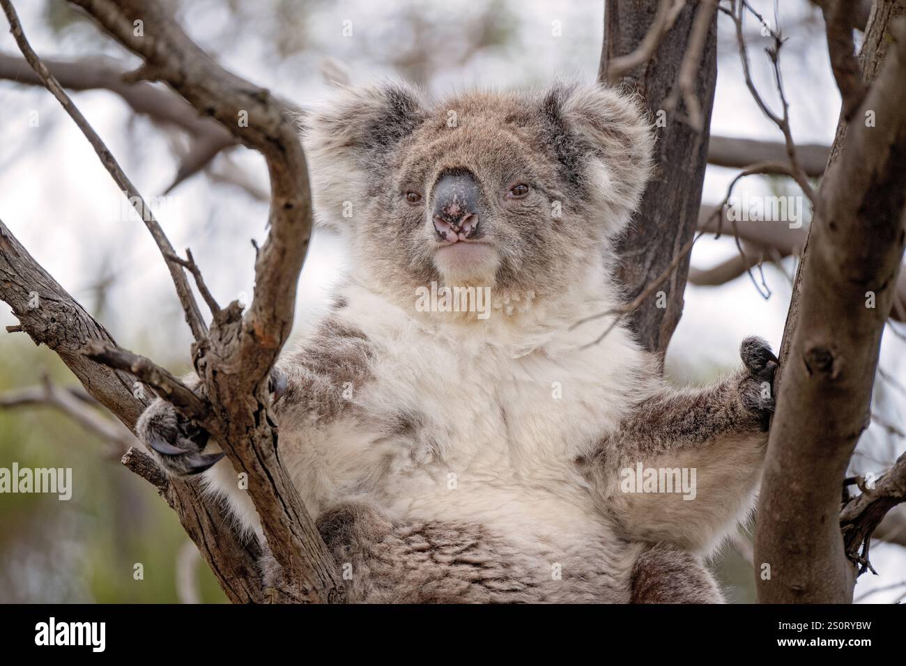koala, iconic native Australian marsupial, awake, eucalyptus gum tree ...