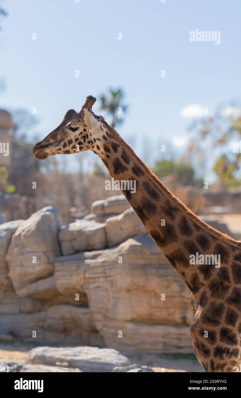 Giraffe enjoying sunny day in zoo habitat enclosure Stock Photo - Alamy