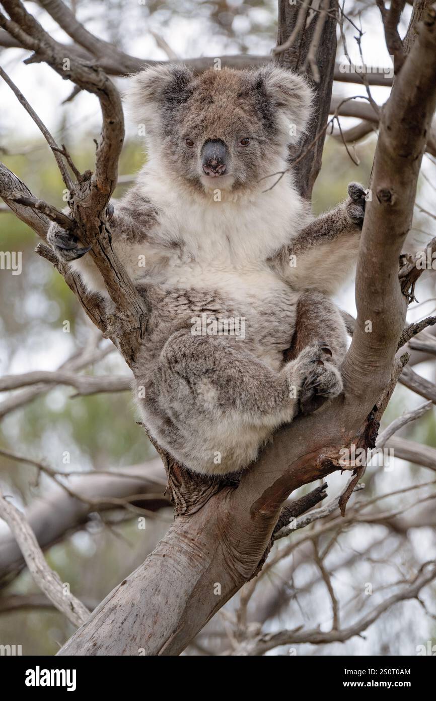 koala, iconic native Australian marsupial, awake, eucalyptus gum tree ...