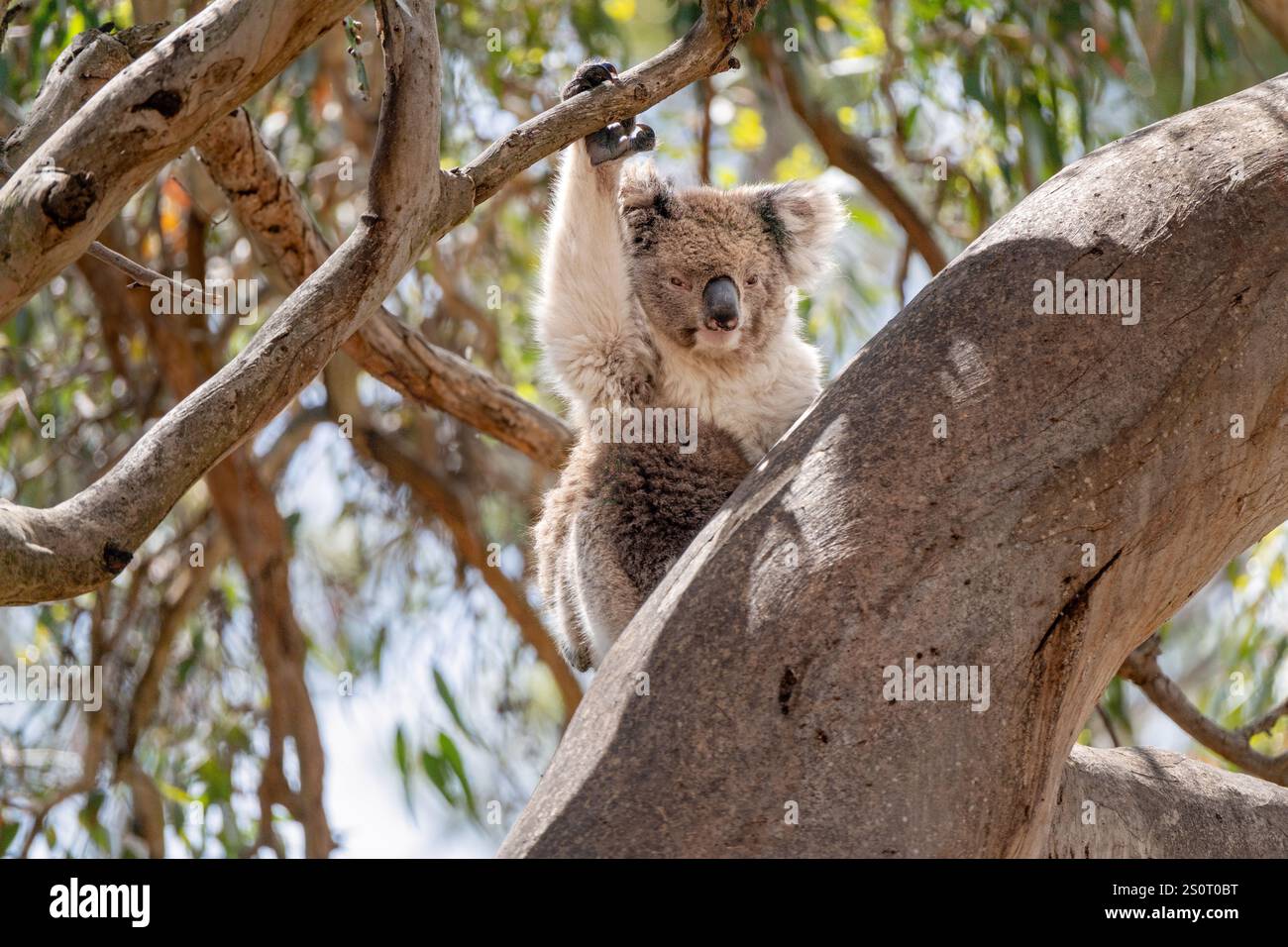 koala, iconic native Australian marsupial, awake, eucalyptus gum tree ...