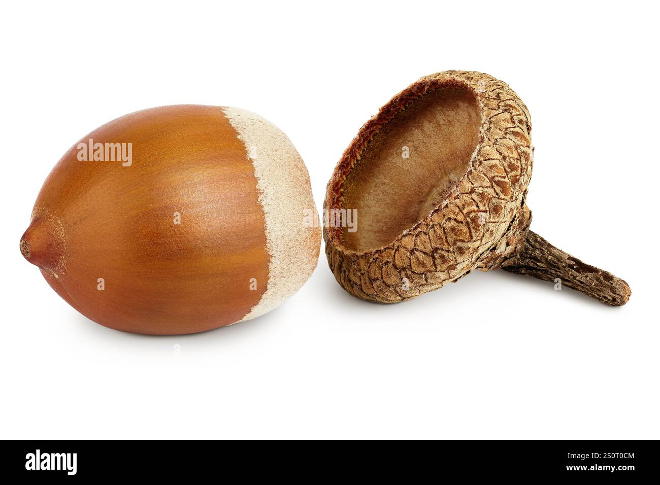 Brown acorn oak nut isolated on white background Stock Photo - Alamy