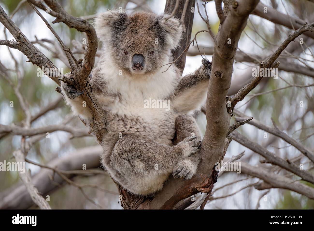 koala, iconic native Australian marsupial, awake, eucalyptus gum tree ...