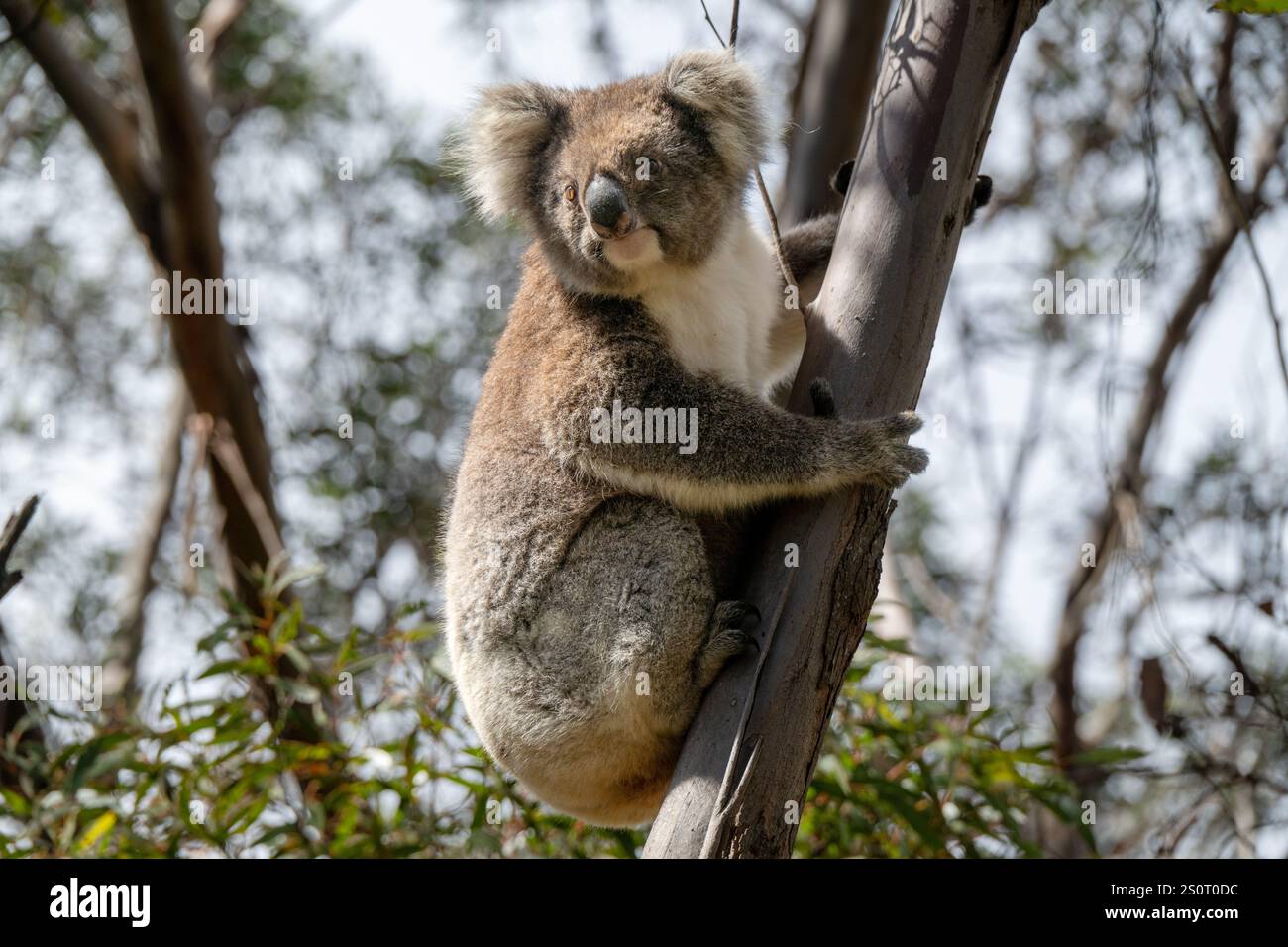 koala, iconic native Australian marsupial, awake, eucalyptus gum tree ...