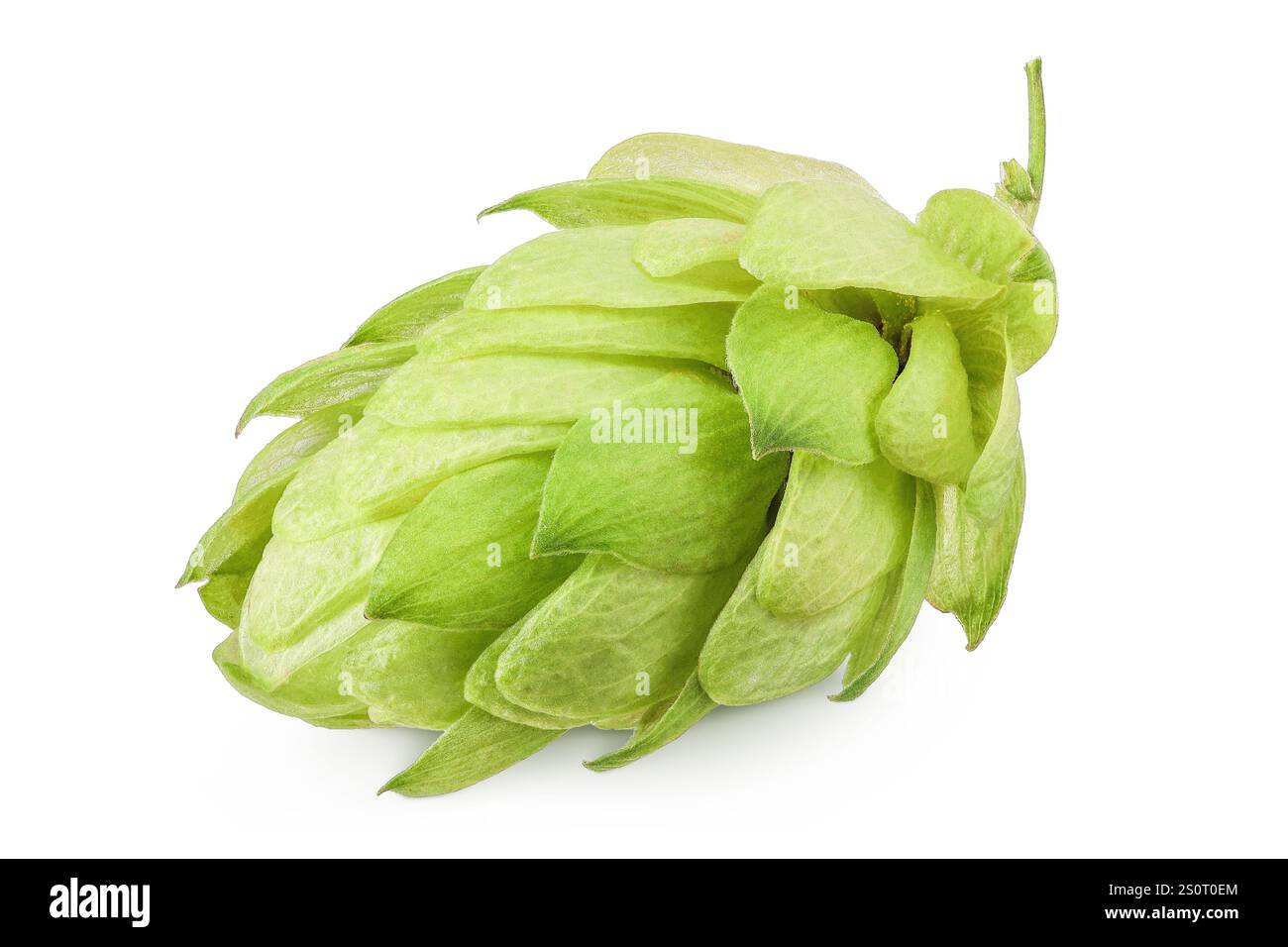 Hop cone isolated on white background. Beer brewing ingredients Stock ...
