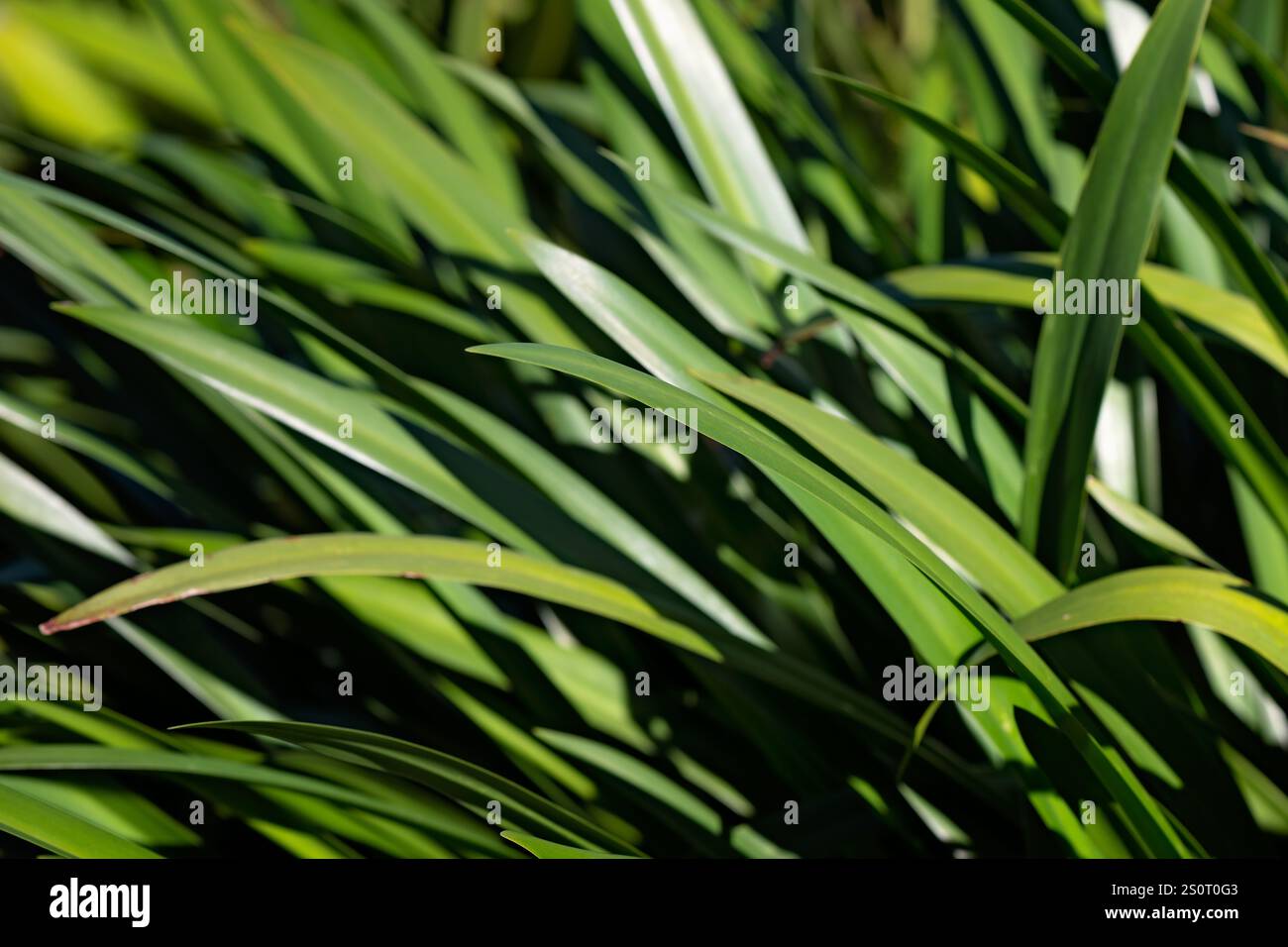 green strap leaves, giant spider lily, crinum asiaticum, tropical ...