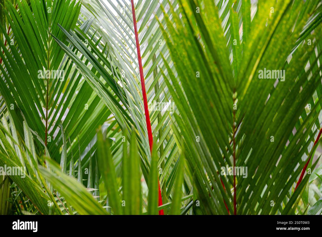 Tropical garden design hi-res stock photography and images - Alamy