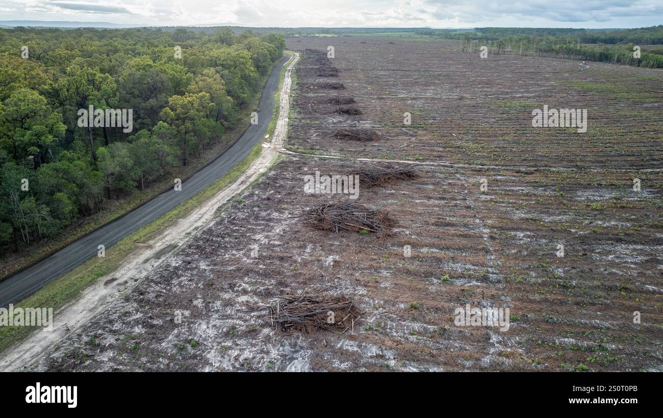 aerial drone view, land clearing deforestation, piles of logs cut down trees on cleared ...