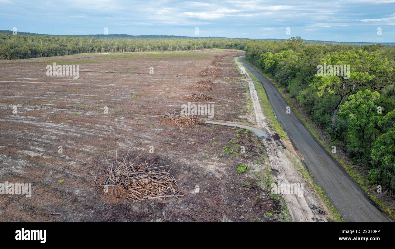 aerial drone view, land clearing deforestation, piles of logs cut down trees on cleared ...