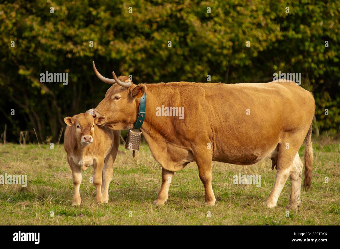 Livestock in Erro Valley, Navarre. Spain. Europe Stock Photo - Alamy