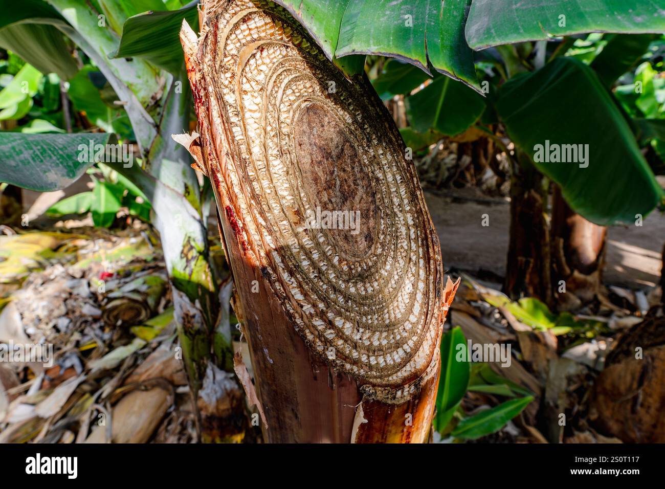 Banana tree after harvest. Banana tree, banana stump, cut banana tree ...
