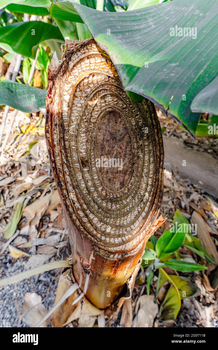 Banana tree after harvest. Banana tree, banana stump, cut banana tree ...