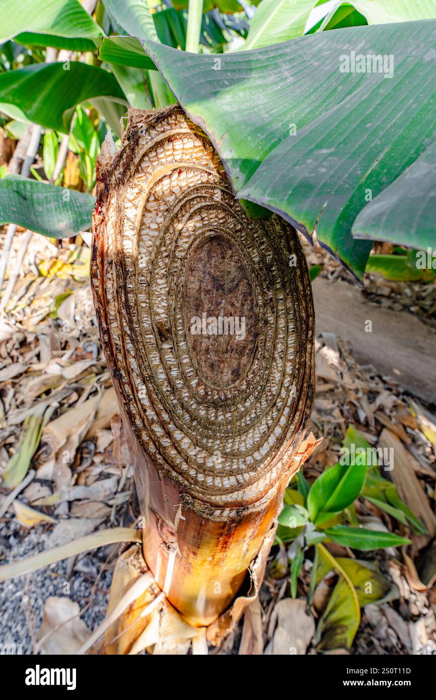 Banana tree after harvest. Banana tree, banana stump, cut banana tree ...