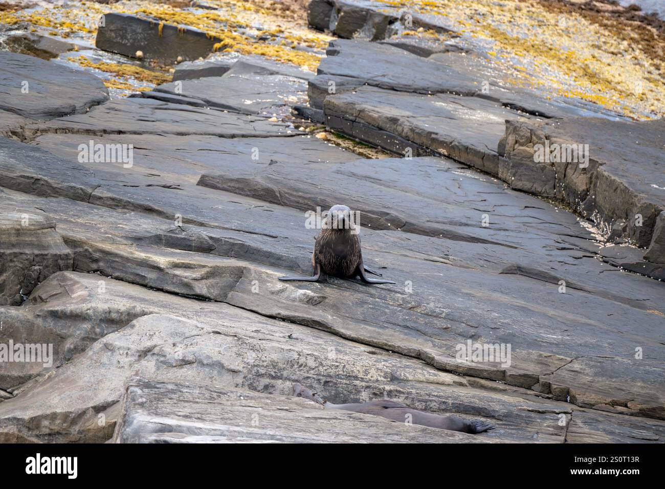 long-nosed fur seal, Admirals Arch, Kangaroo Island, Australia, coastal ...