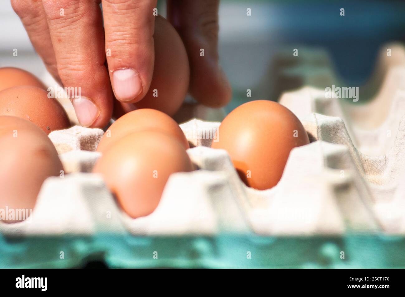 Poultry farming. Eggs production in Samper de Calanda. Teruel. Aragón ...