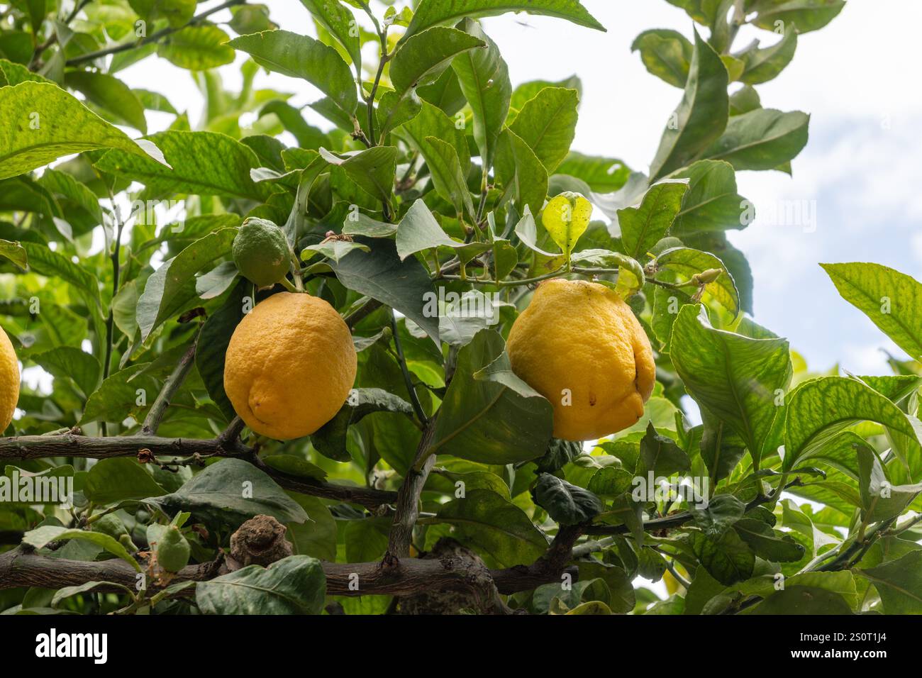 Ripe yellow juicy lemons citrus fruits hanging on tree ready to harvest ...