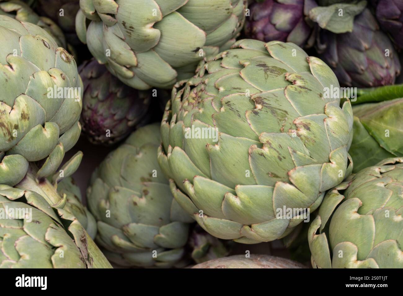 Big ripe uncooked green globe artichoks vegetables close up from ...