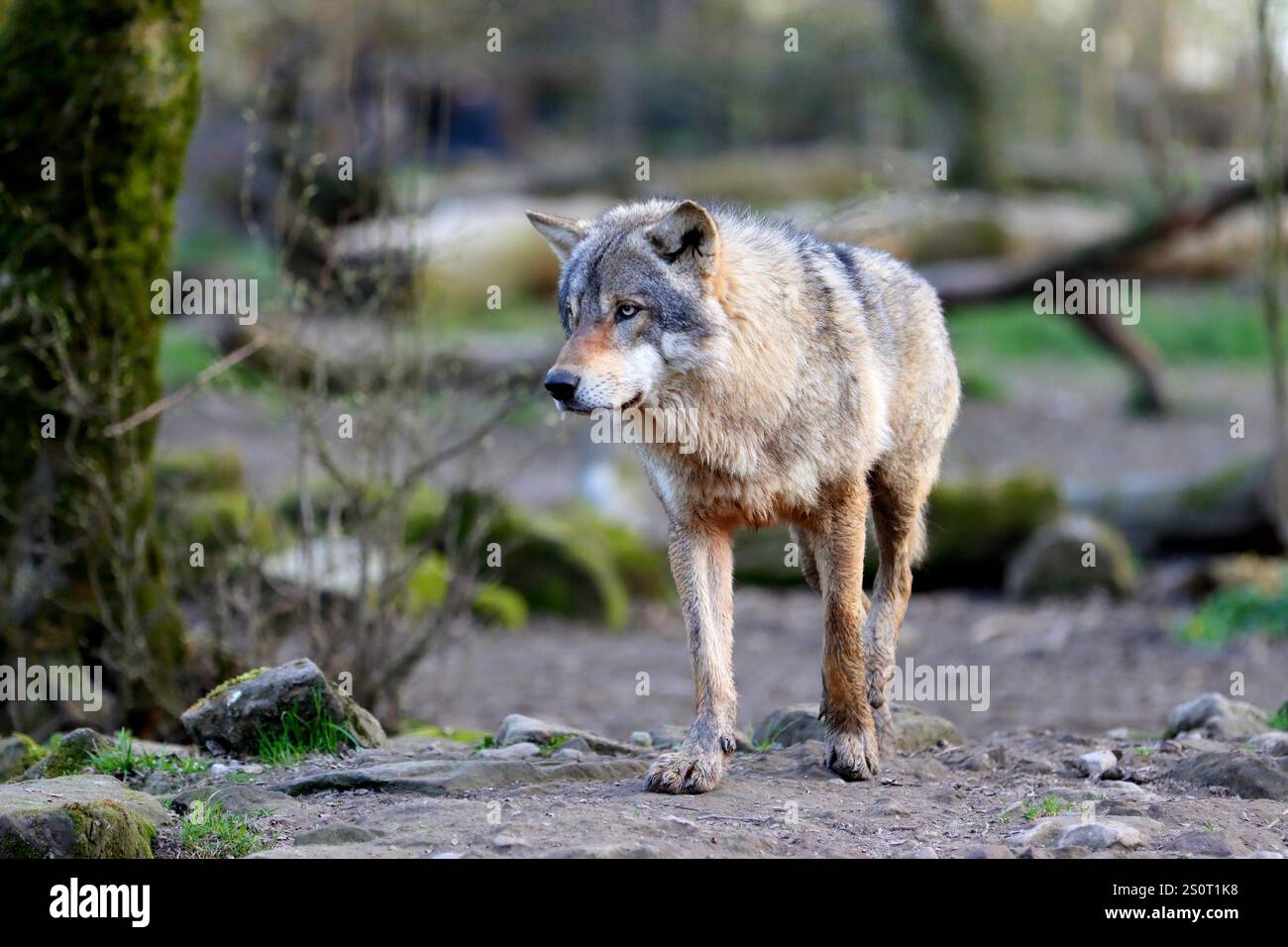 Animal gris hi-res stock photography and images - Alamy
